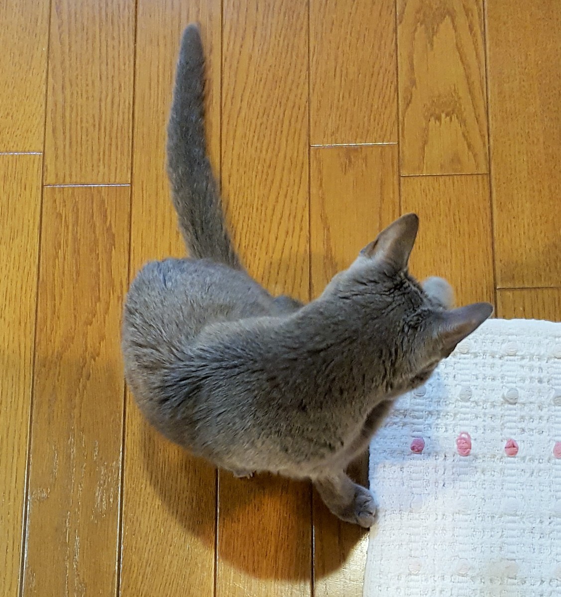 Moonlight Meow – meishunkikunoe