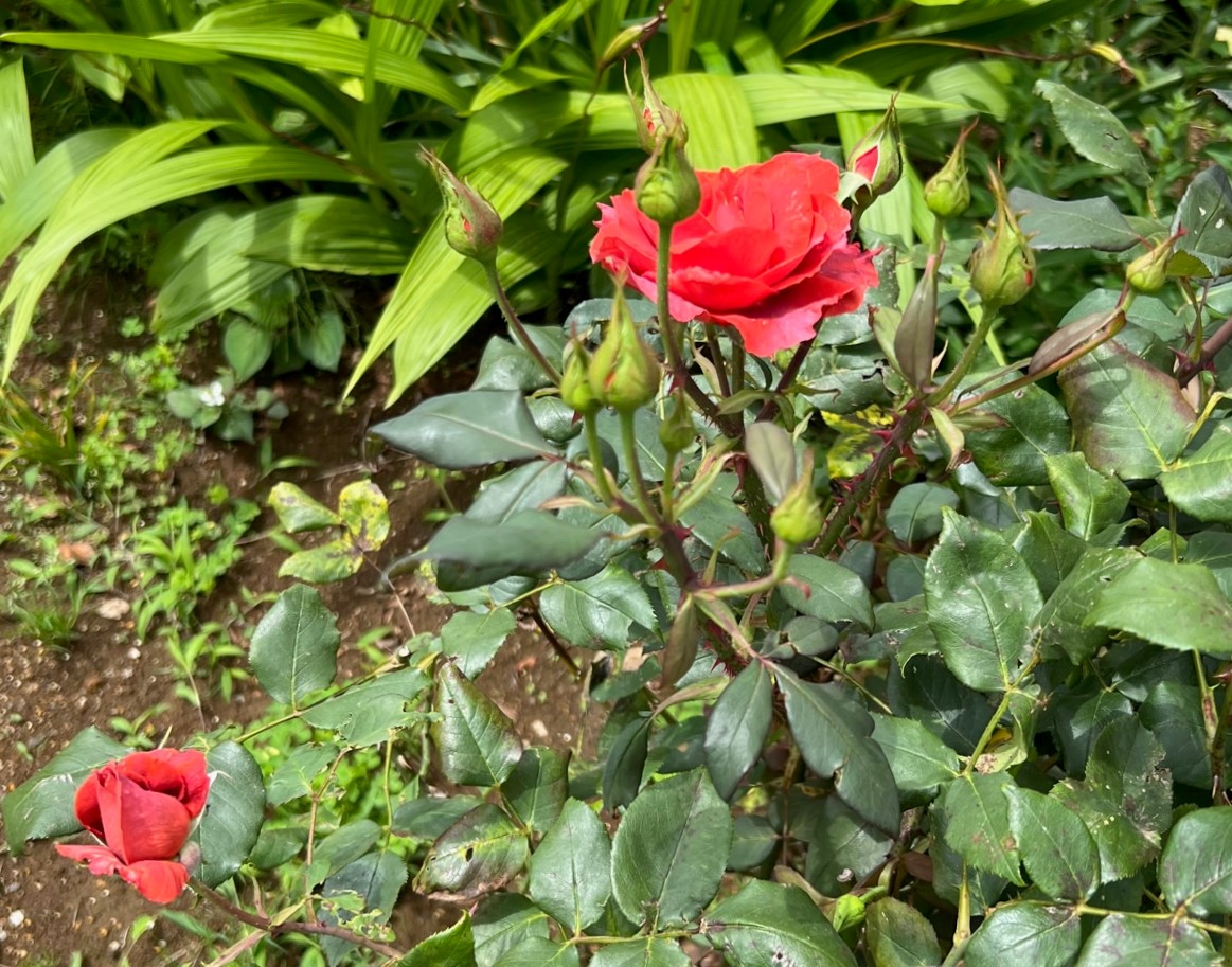 Rosy Guy? – meishunkikunoe