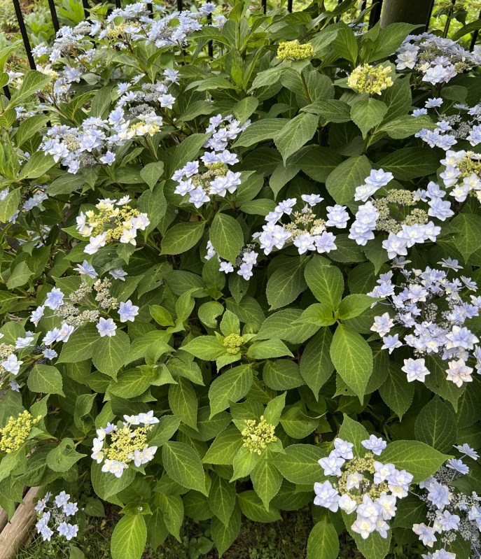 Flower Fancier – meishunkikunoe